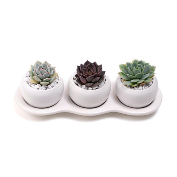 Build-Your-Own Succulent Trifecta™ Kit - Trifecta Pots - Mountain Crest ...