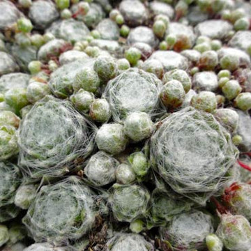 Sempervivum - Hens & Chicks | Mountain Crest Gardens®