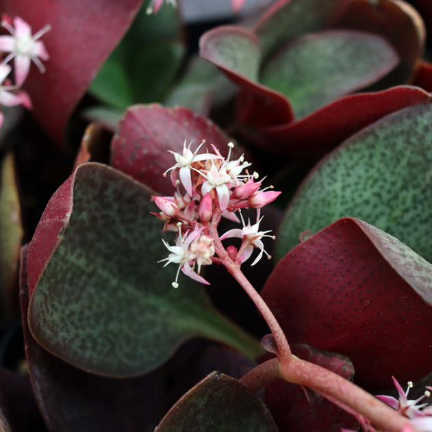 Crassula multicava Fairy Crassula | Mountain Crest Gardens®