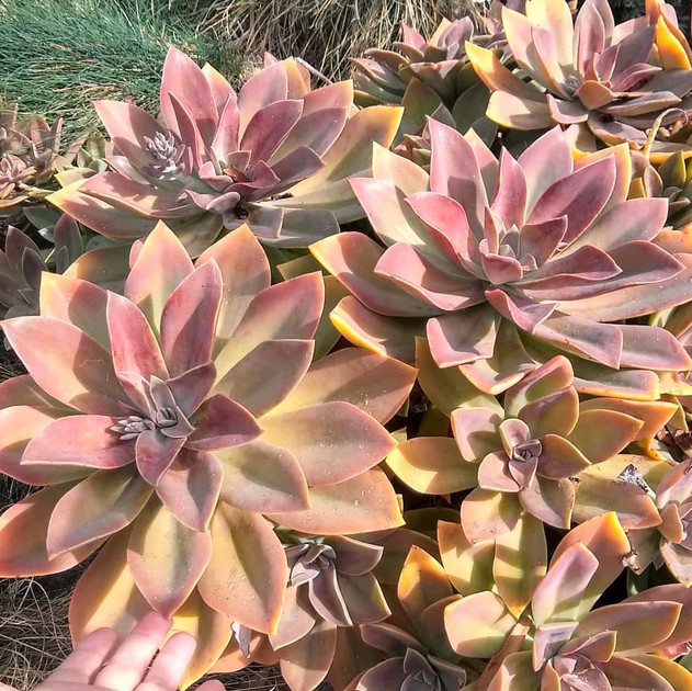 Graptoveria 'Fred Ives' [limited] - Mountain Crest Gardens