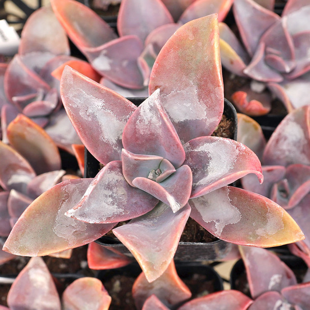 Graptoveria 'Fred Ives' [limited] - Mountain Crest Gardens