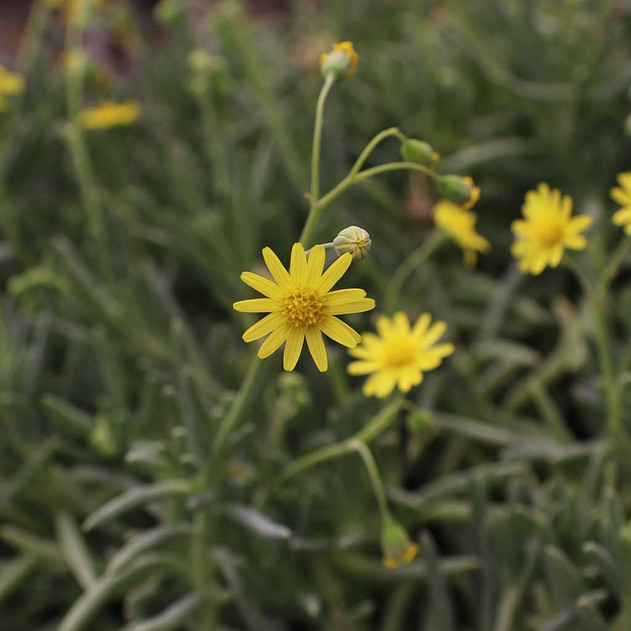Othonna capensis - Little Pickles | Mountain Crest Gardens™