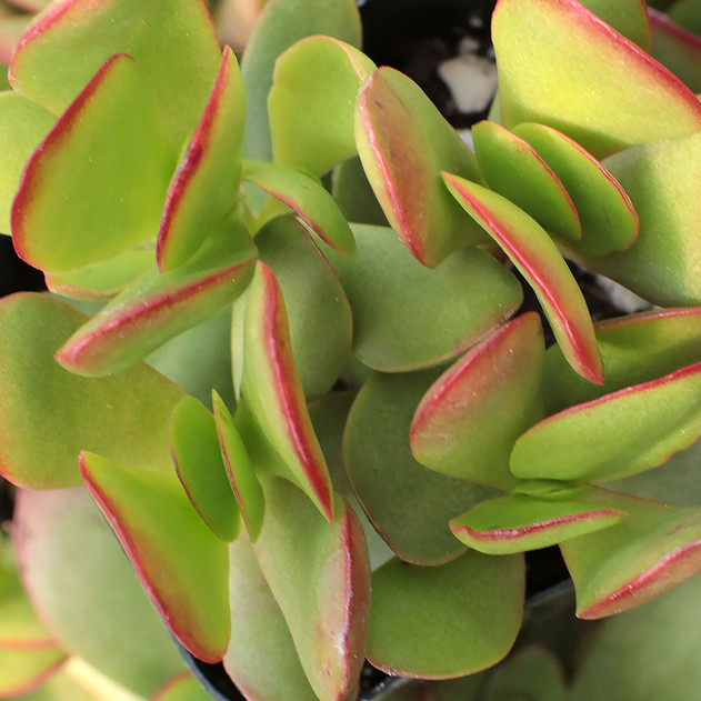Crassula pubescens ssp. radicans - Large Red Stonecrop | MCG™