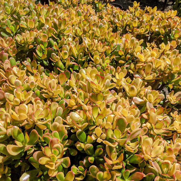 Crassula ovata 'Hummel's Sunset' - Golden Jade