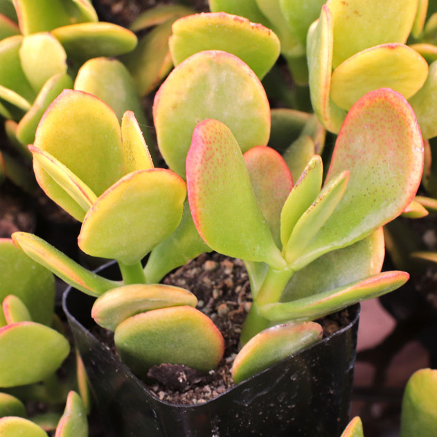 Crassula ovata 'Hummel's Sunset' - Golden Jade - Mountain Crest Gardens