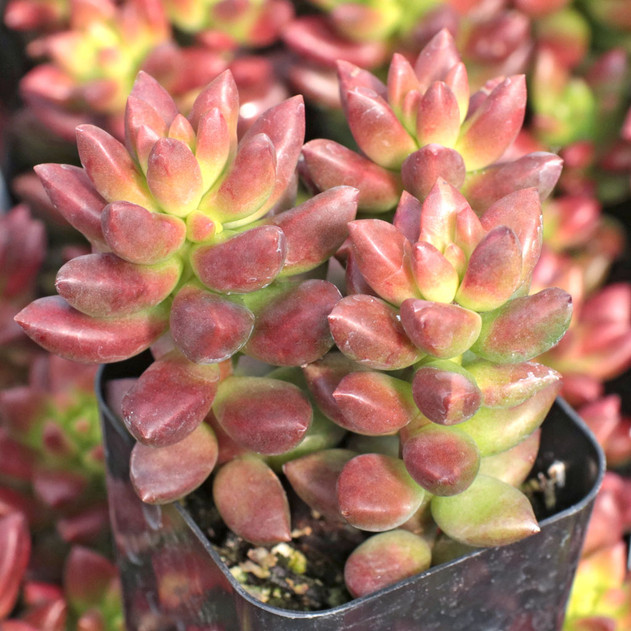 Sedeveria 'Jet Beads' - Mountain Crest Gardens