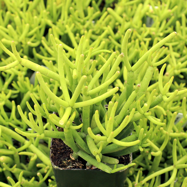 Rhipsalis teres | Mountain Crest Gardens®