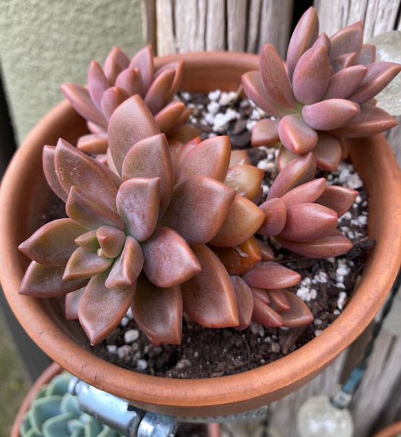 Graptosedum 'Alpenglow' - Mountain Crest Gardens