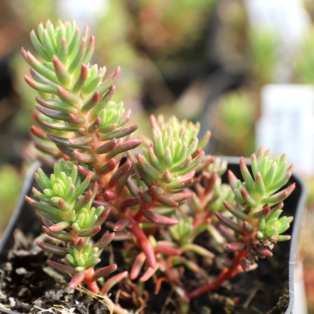 Sedum ochroleucum 'Red Wiggle' - Mountain Crest Gardens
