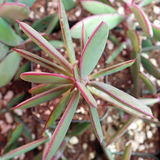 Senecio crassissimus - Vertical Leaf Senecio - Mountain Crest Gardens