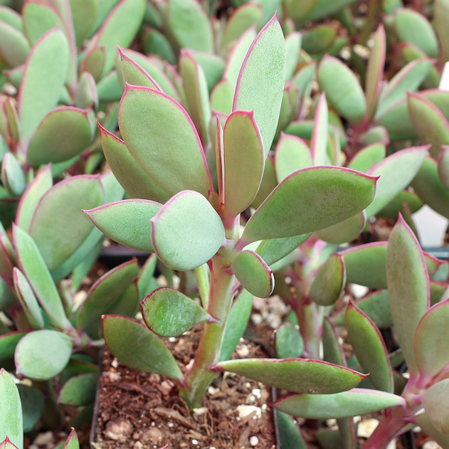 Senecio crassissimus - Vertical Leaf Senecio - Mountain Crest Gardens