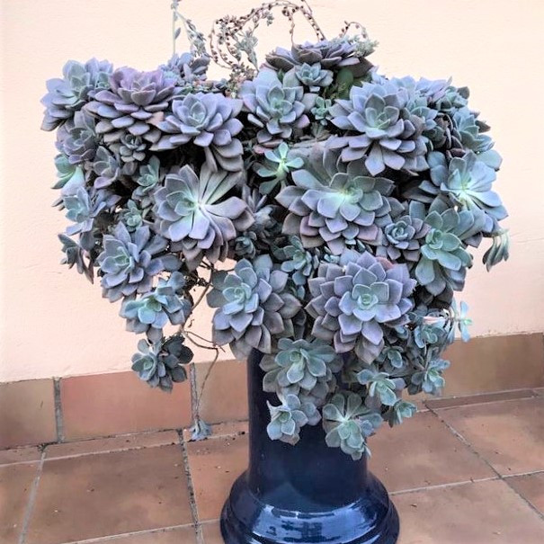 Graptoveria 'Debbie' - Mountain Crest Gardens