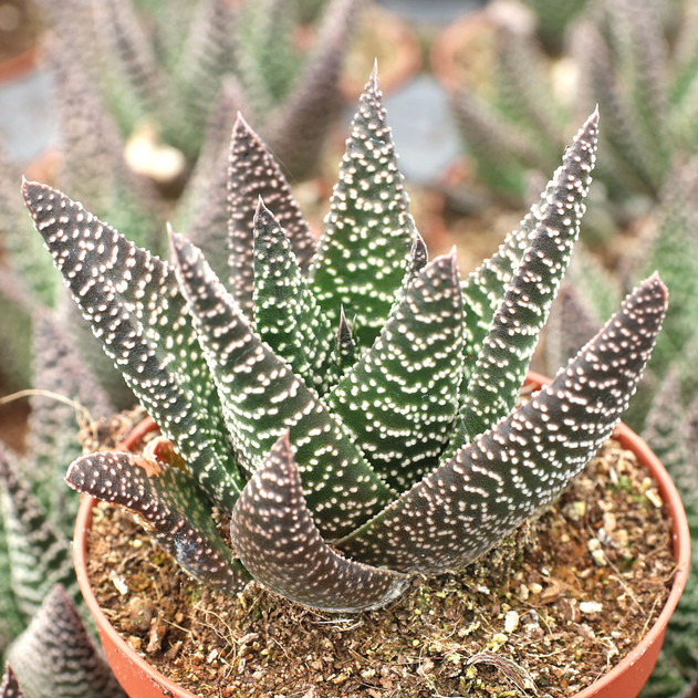 Gasteraloe 'Royal Highness' - Mountain Crest Gardens