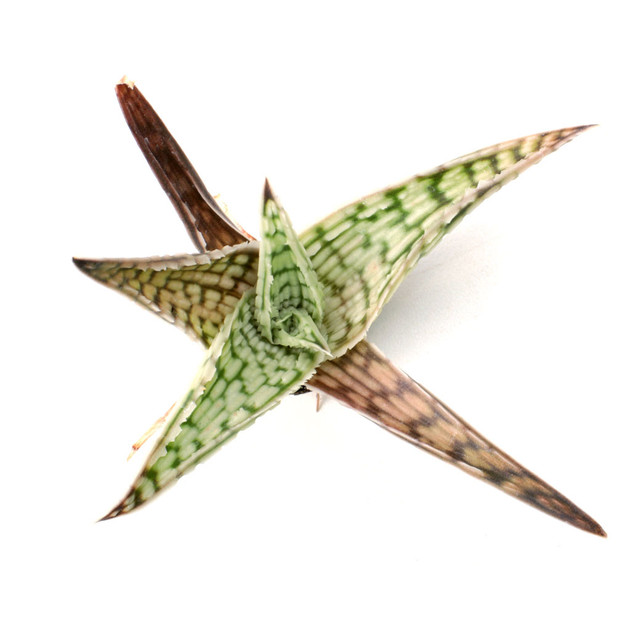 Aloe 'Delta Lights' - Mountain Crest Gardens