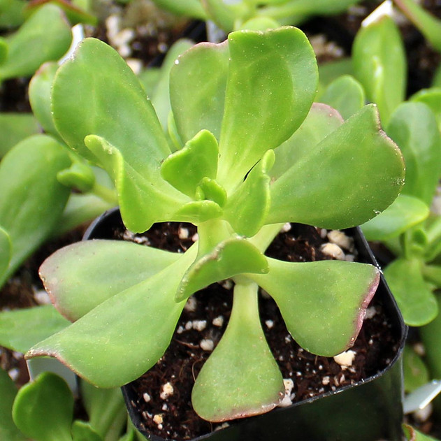 Sedum dendroideum - Tree Stonecrop | MCG™
