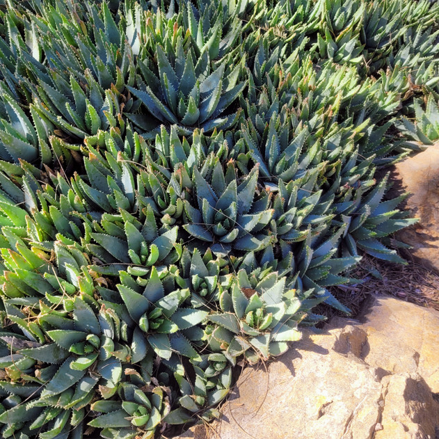 Aloe brevifolia - Short-leaved Aloe | MCG™