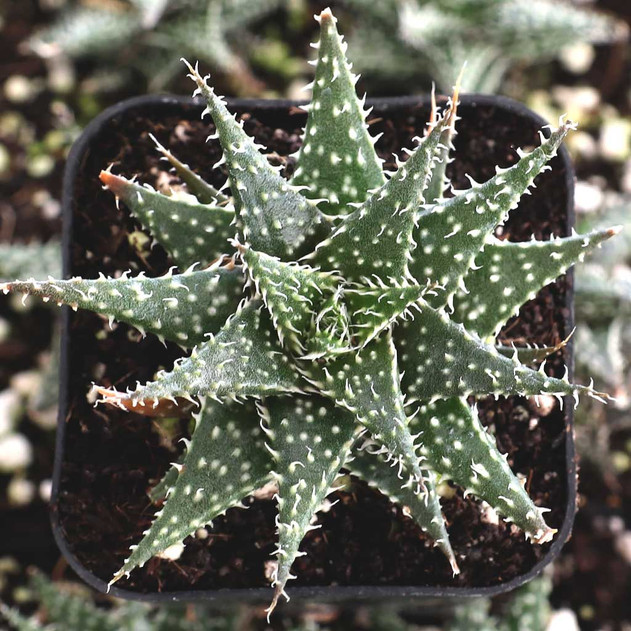 Aloe 'Pepe' | Mountain Crest Gardens™