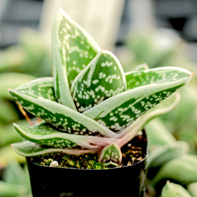 Gasteraloe 'Green Ice' - Mountain Crest Gardens