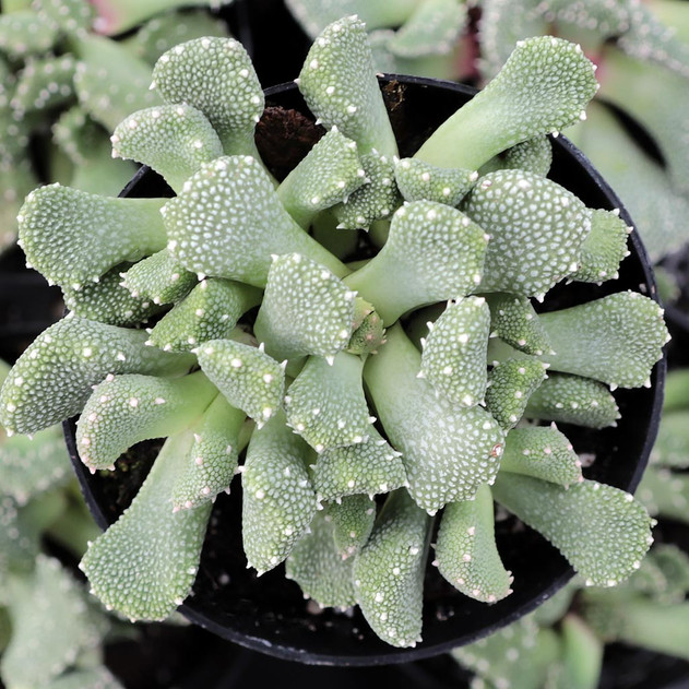 Aloinopsis luckhoffii | Mountain Crest Gardens™