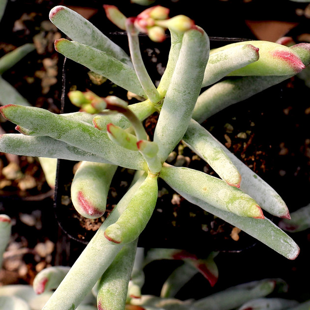 Cotyledon 'White Sprite' - Mountain Crest Gardens