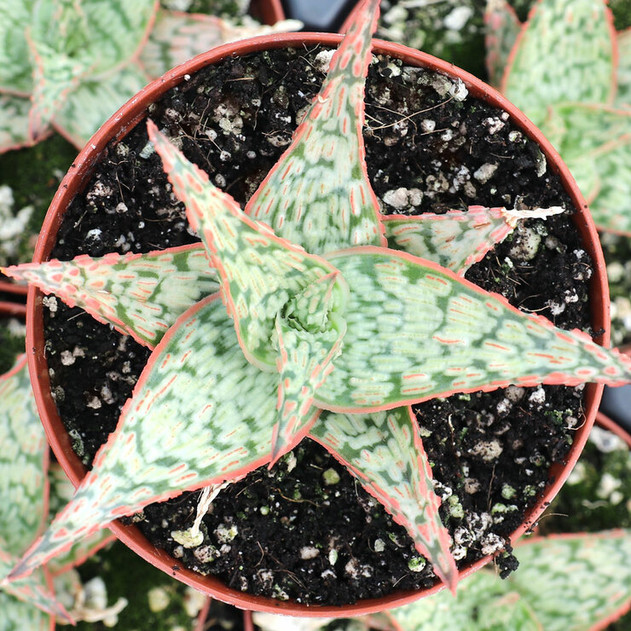 Aloe 'Pink Blush' - Mountain Crest Gardens