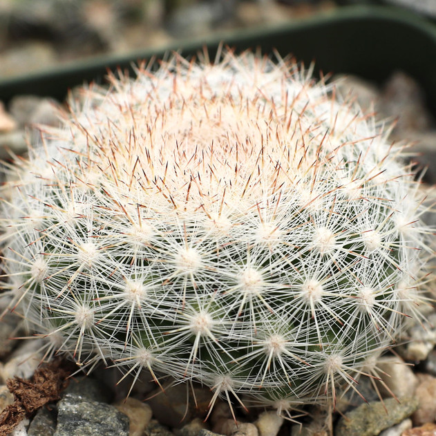 Mammilloydia candida - Snowball Cactus | MCG™