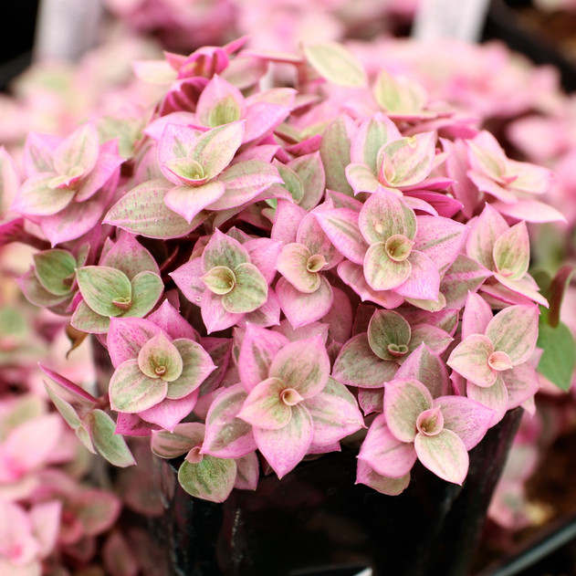 Callisia repens f. variegata 'Pink Lady' | MCG™