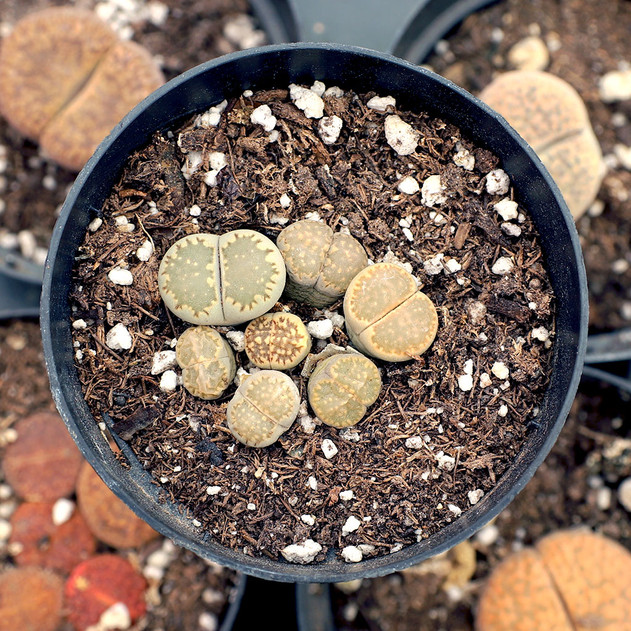 Lithops - Living Stones [small] | Mountain Crest Gardens™