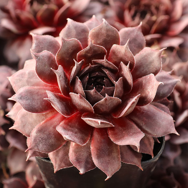 Sempervivum 'Red Devil' | Mountain Crest Gardens™