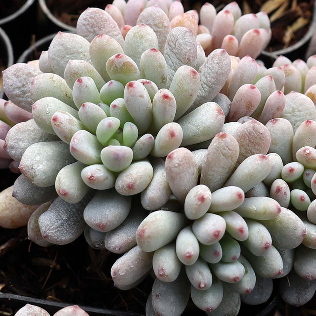 Graptopetalum pachyphyllum - Bluebean | MCG™