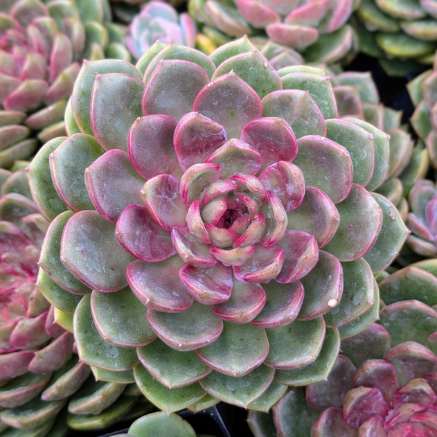 Extra Large Cutting - Echeveria 'Blueberry' | MCG®
