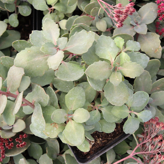 Sedum cauticola 'Ruby Glow' - Mountain Crest Gardens