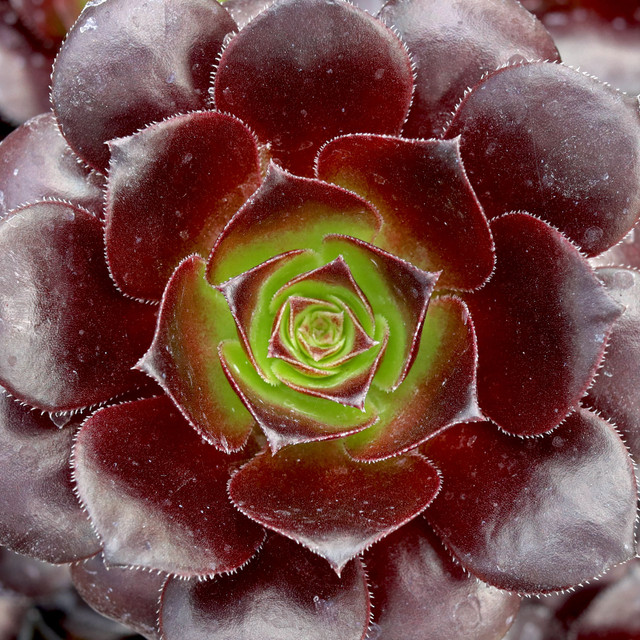 Aeonium for Sale Online | Mountain Crest Gardens®
