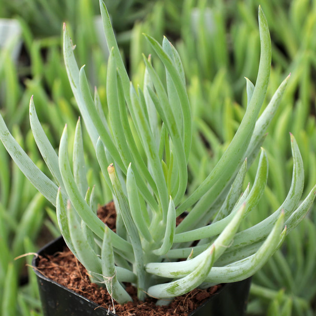 Senecio for sale online | Mountain Crest Gardens®
