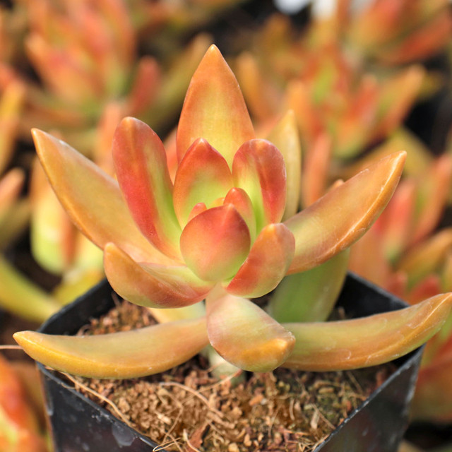 Soft Succulents (Tender Succulents) | Mountain Crest Gardens®
