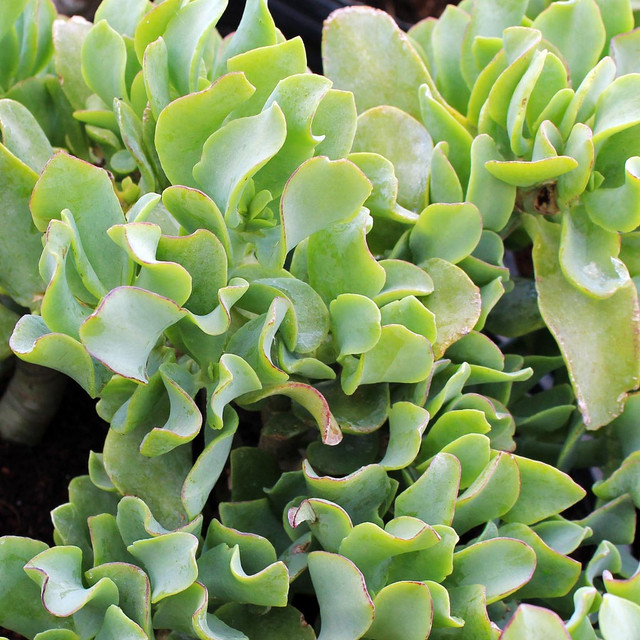 Jade Plants for Sale | Mountain Crest Gardens®