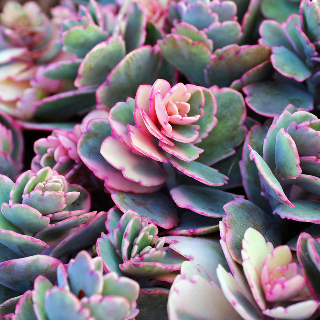 Kalanchoe For Sale Online | Mountain Crest Gardens®