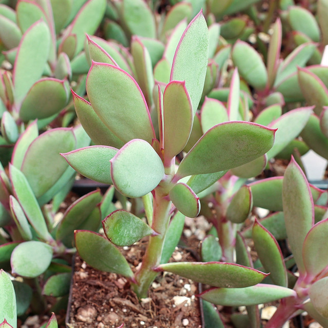 senecio barbertonicus pruning