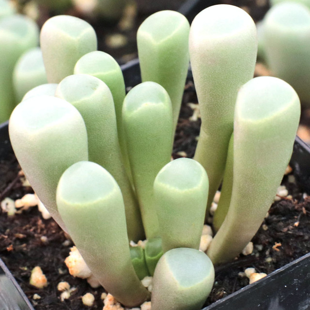 Soft Succulents (Tender Succulents) | Mountain Crest Gardens®