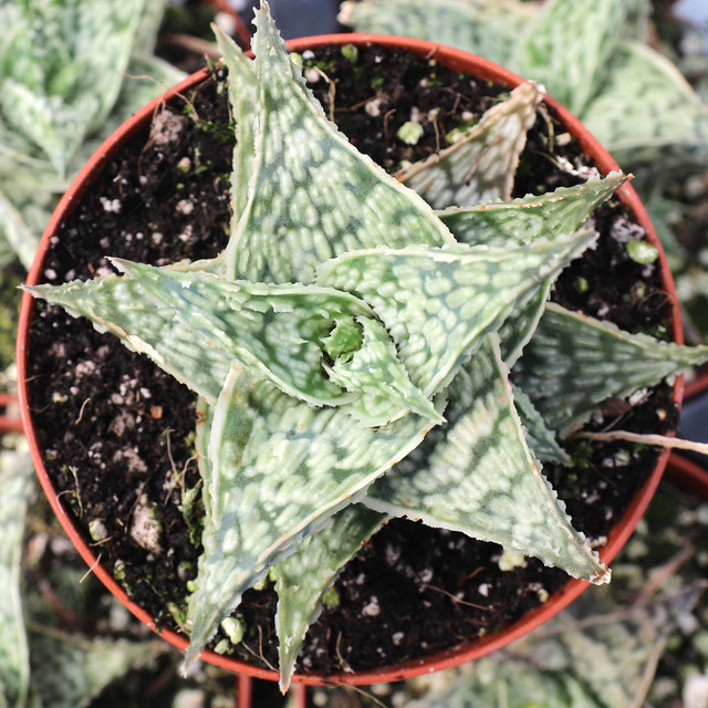 aloe spider
