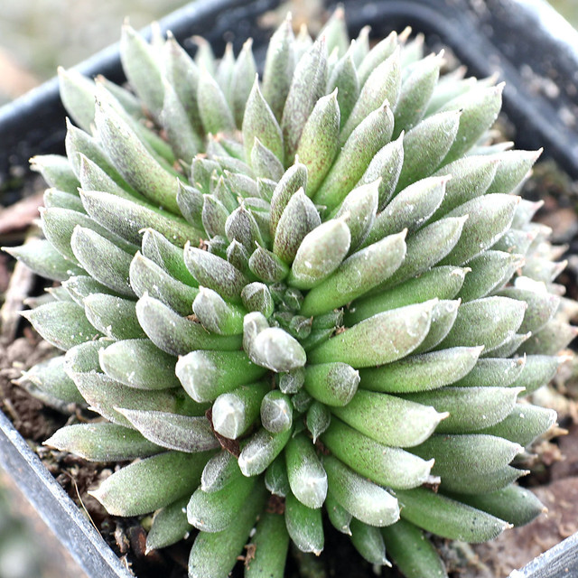 Crested & Monstrose Succulents & Cacti | MCG™