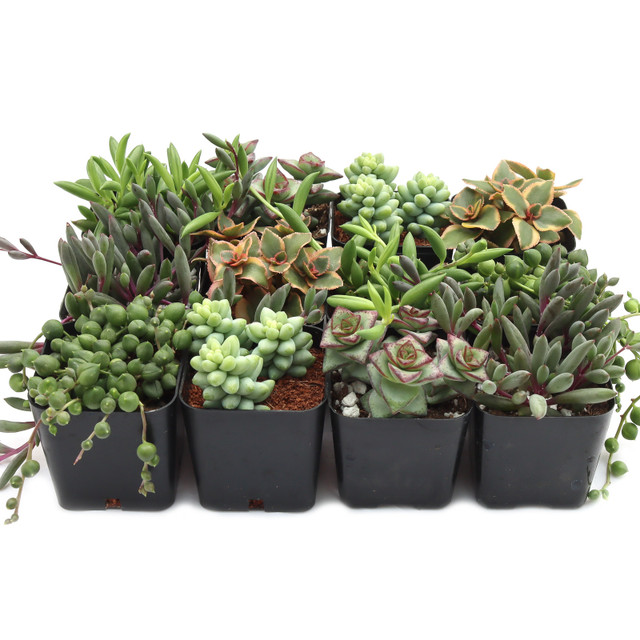 Hand-picked Succulent Variety Packs | Mountain Crest Gardens®