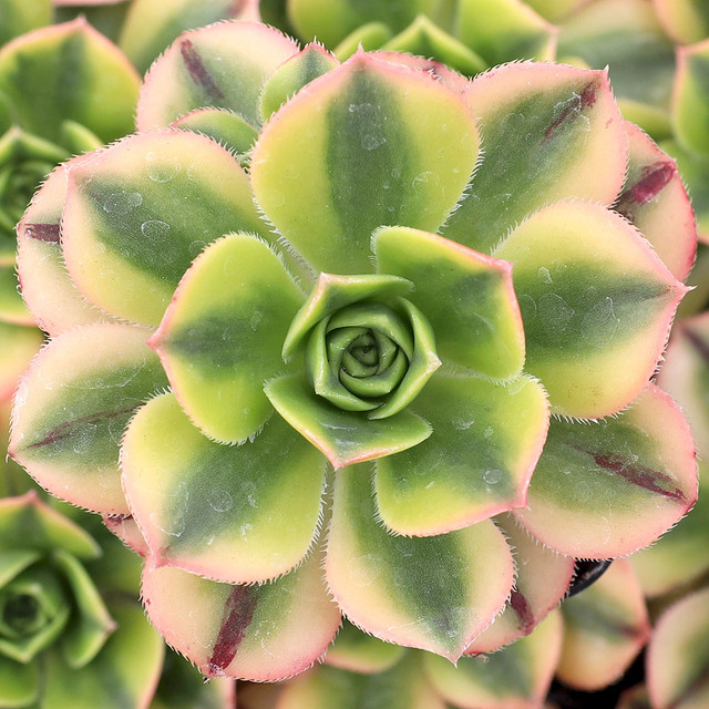 aeonium voodoo
