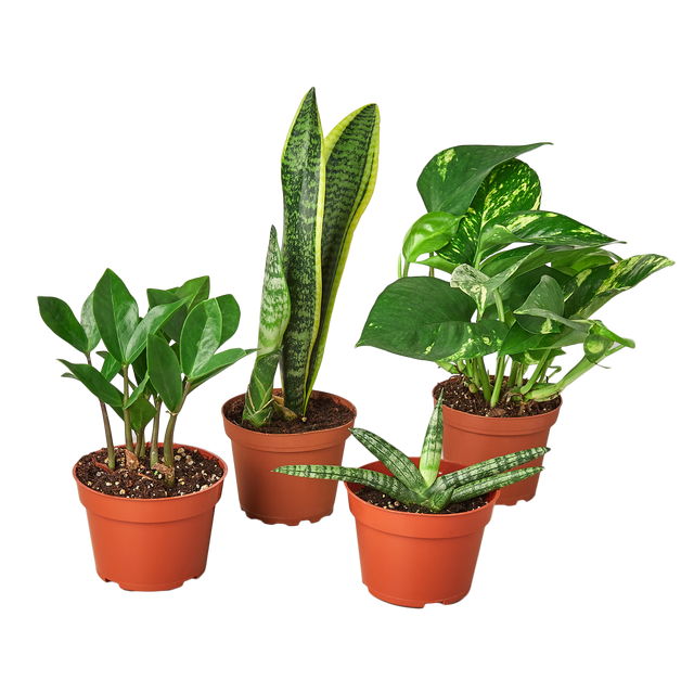 Houseplants - Easy to Grow Houseplants - Mountain Crest Gardens
