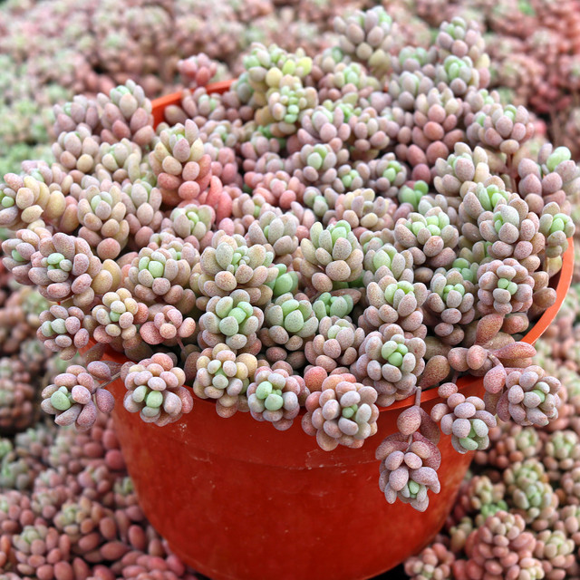 sedum cauticolum ruby glow