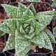 Gasteraloe Succulents | Mountain Crest Gardens®