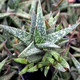 Gasteraloe Succulents | Mountain Crest Gardens®