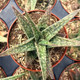 Gasteraloe Succulents | Mountain Crest Gardens®