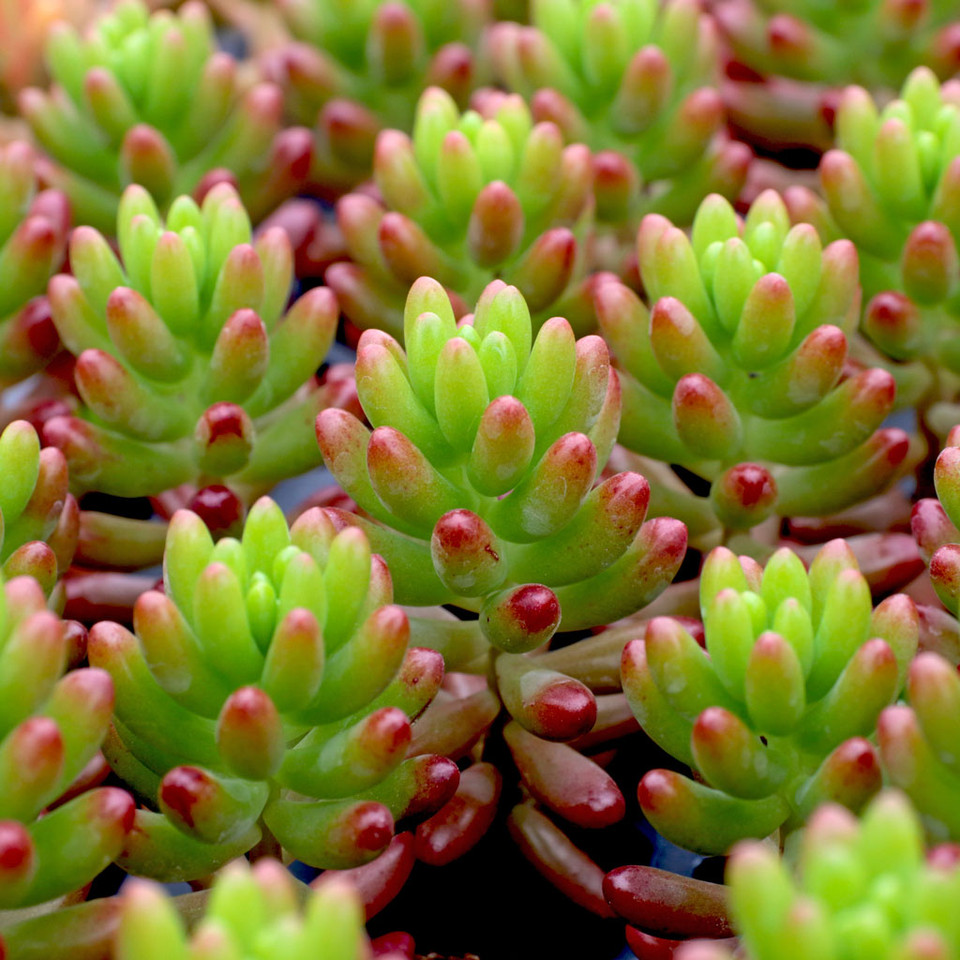 Soft Succulents (Tender Succulents) | Mountain Crest Gardens®