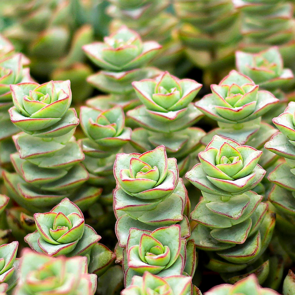 House & Indoor Succulents | Mountain Crest Gardens®
